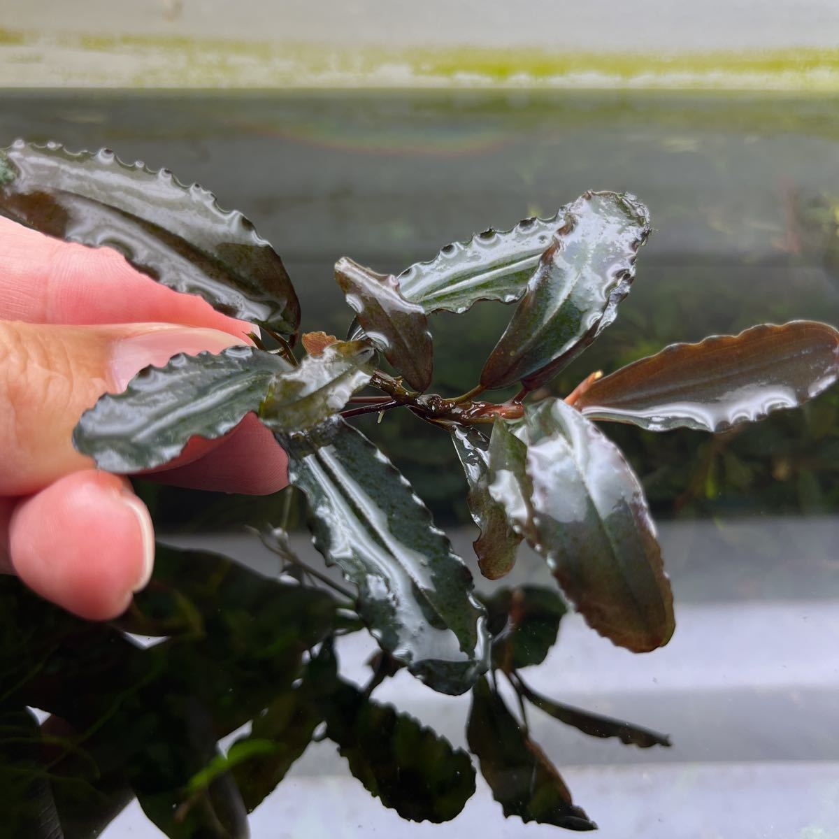 Bucephalandra sp.Sokan3 “Shine Blue K” kn便 ブセファランドラsp.ソカン3 シャインブルー 2011年2月入荷株の増殖株 水中育成株 の落札情報詳細 ...