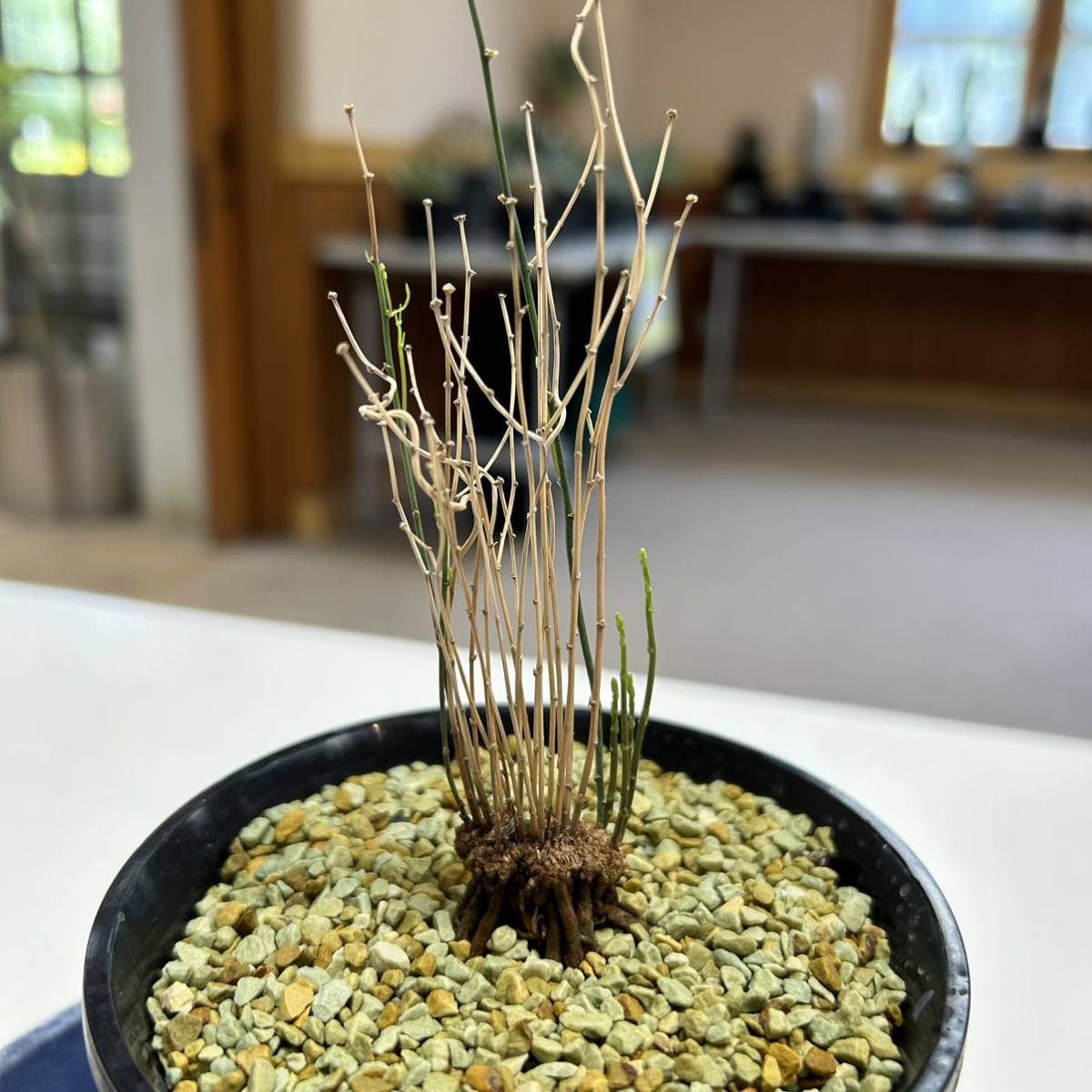 【目立った傷や汚れなし】22 Asparagas sp. Taru 'Kenya' (R5/7)サボテン 多肉植物 塊根 コーデックス 塊茎の ...