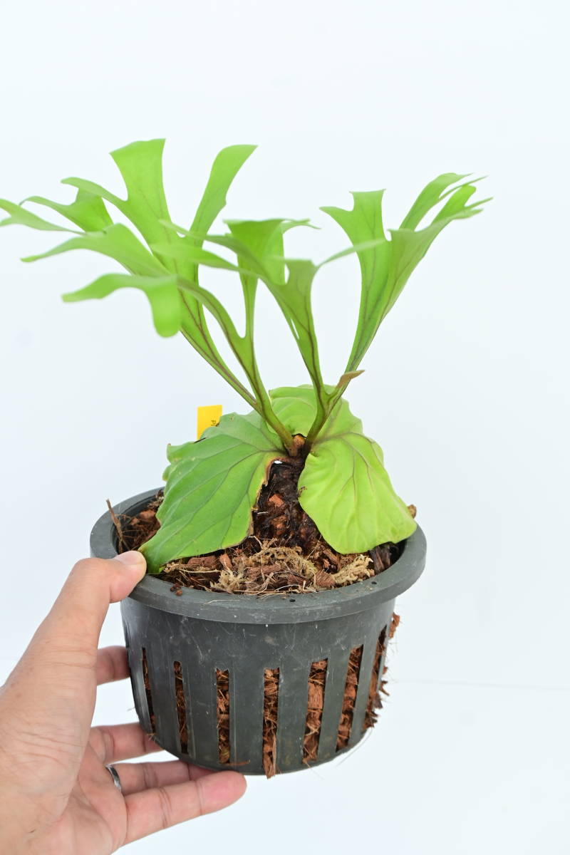 【未使用】P.ridleyi narrow form @bikamori.com ビカクシダ リドレイの落札情報詳細 - ヤフオク落札価格検索 ...