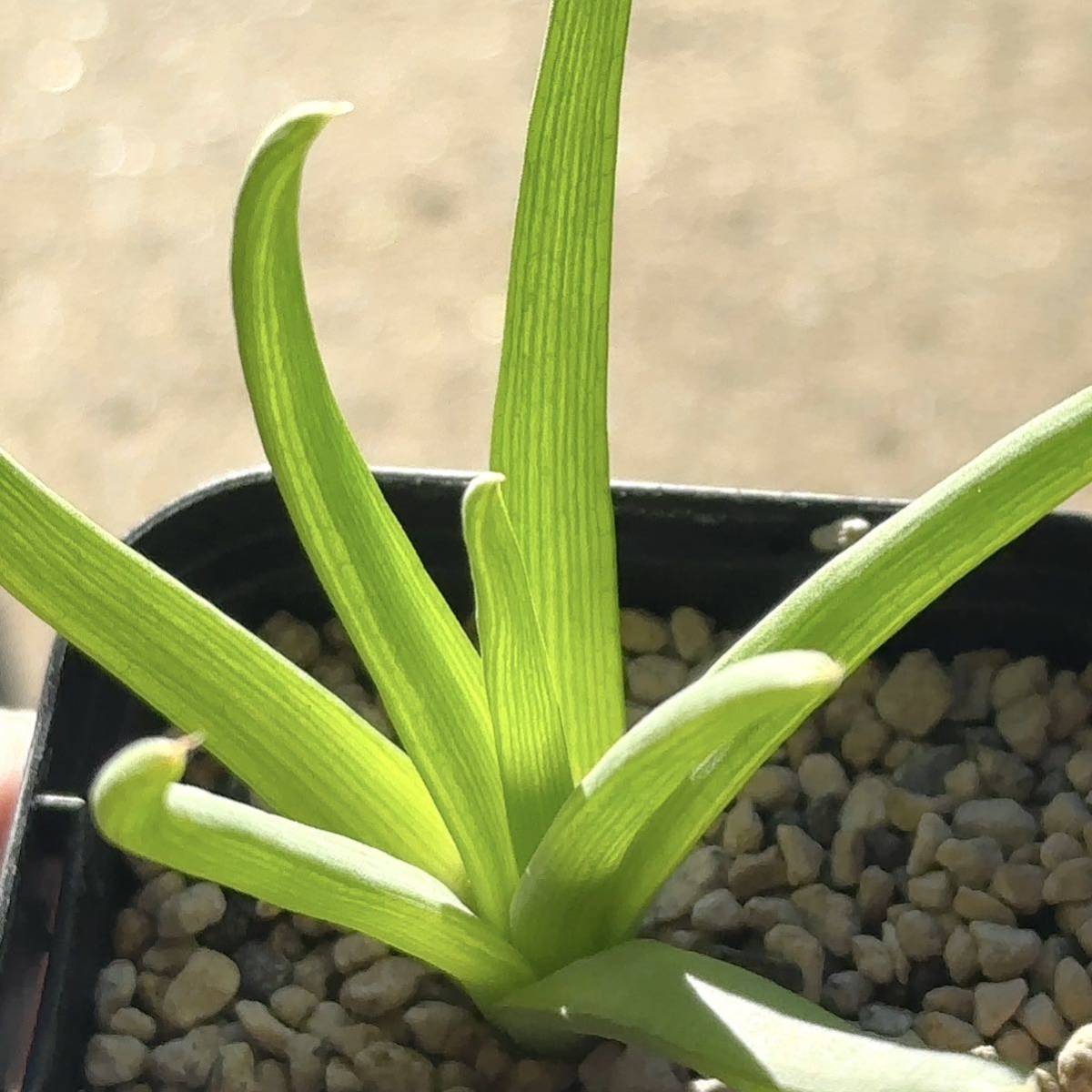 【やや傷や汚れあり】ブルビネ サキュレンタ 実生 ② Bulbine succulenta JAA 2268 / 検 ケープバルブ 多肉植物の ...