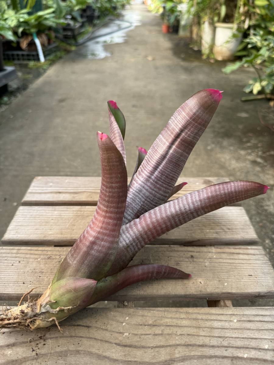 【目立った傷や汚れなし】ネオレゲリア・スペクタビリス ★ Neoregelia Spectabilisの落札情報詳細 - ヤフオク落札価格検索 ...