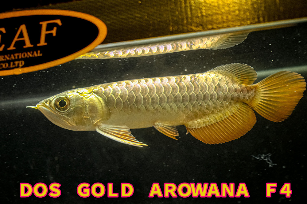 【目立った傷や汚れなし】売り切り、インドネシア産 極上、純血本物過背金龍『 DOS・GOLD・AROWANA 』 ゴールデン24kフルヘルメット NO.1854の落札情報詳細 - ヤフオク落札 ...