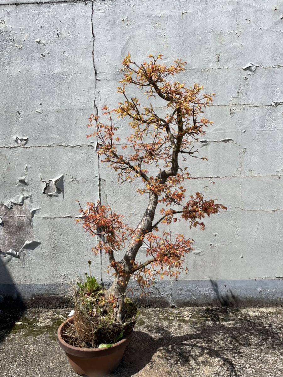 【未使用】紅千鳥 盆栽 素材用 即決用ページの落札情報詳細 - Yahoo!オークション落札価格検索 オークフリー