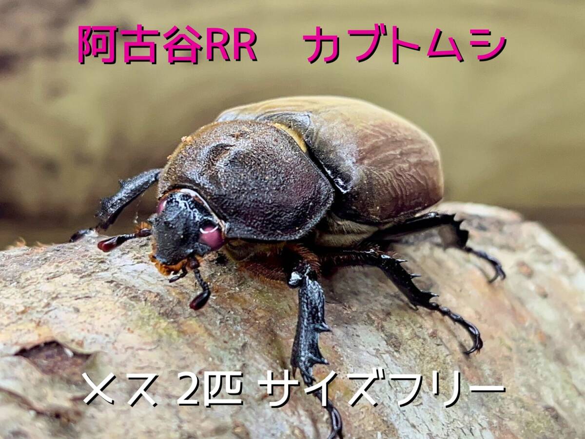 【未使用】【ATGR】 国産カブトムシ 阿古谷レッドアイ メス2匹 サイズフリー F8 出品№4の落札情報詳細 - ヤフオク落札価格検索 オークフリー