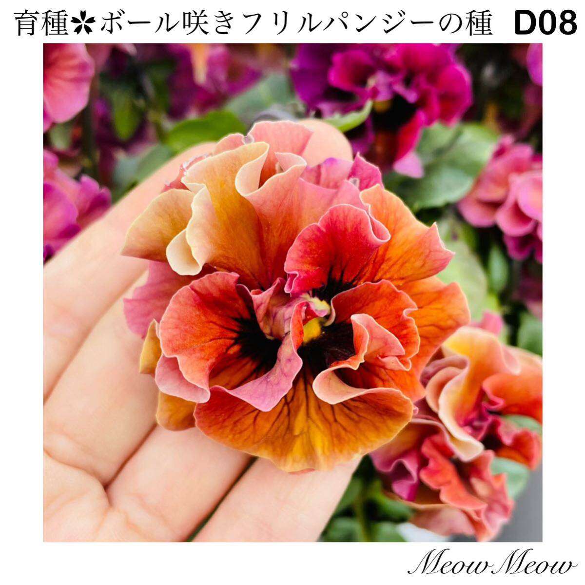 【未使用】【D08】MeowMeow交配 フリルパンジーの種 20粒の落札情報詳細 - Yahoo!オークション落札価格検索 オークフリー