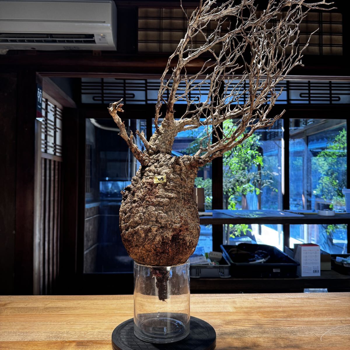 【目立った傷や汚れなし】【ベアルート株004】 Operculicarya pachypus オペルクリカリア パキプス / @triad ...