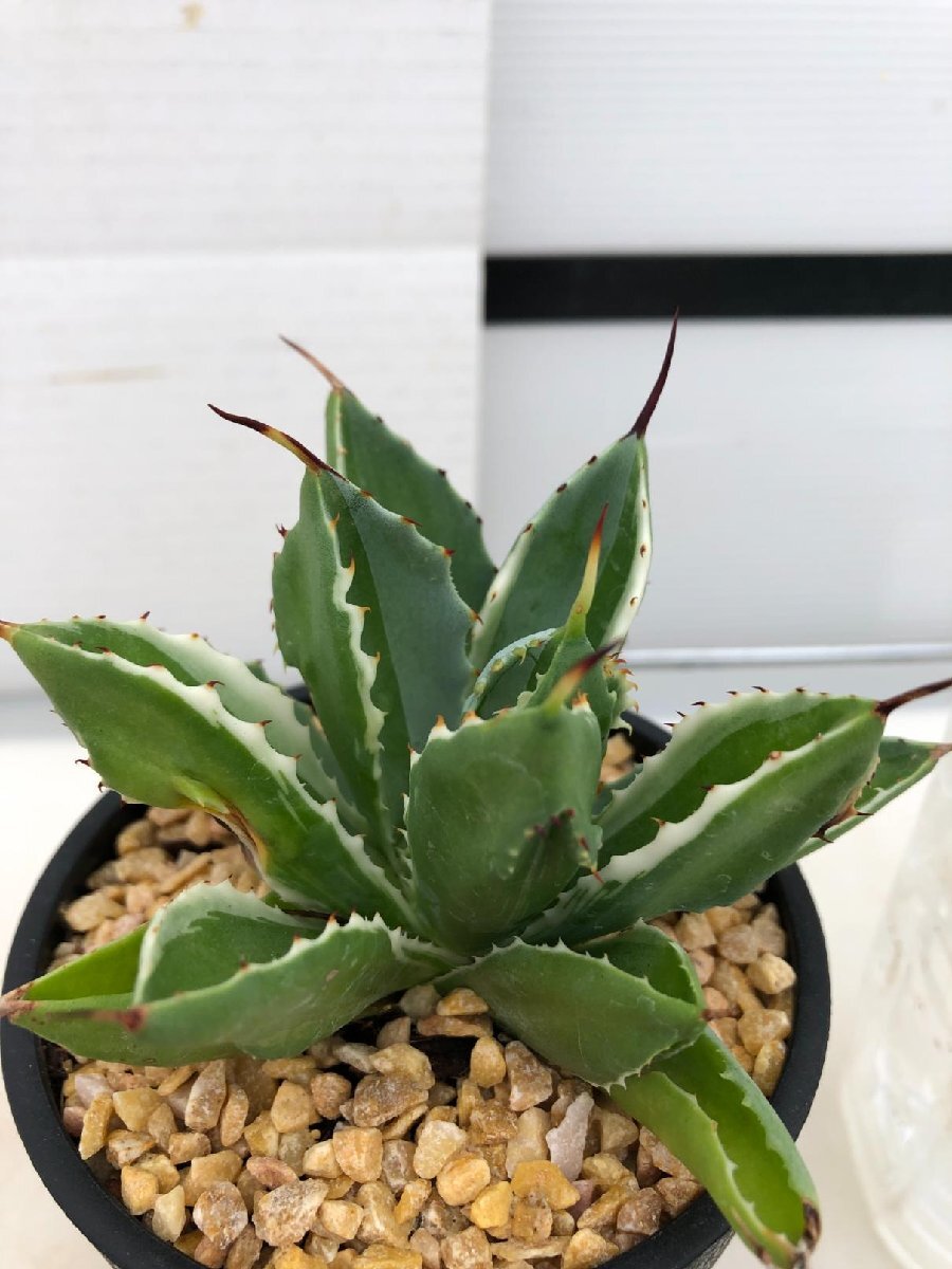【未使用に近い】9202 「多肉植物F」アガベ キュービック 斑入り【美株・発根・Agave potatorum f.monstrosa 'cubic'】の落札情報詳細 - Yahoo ...