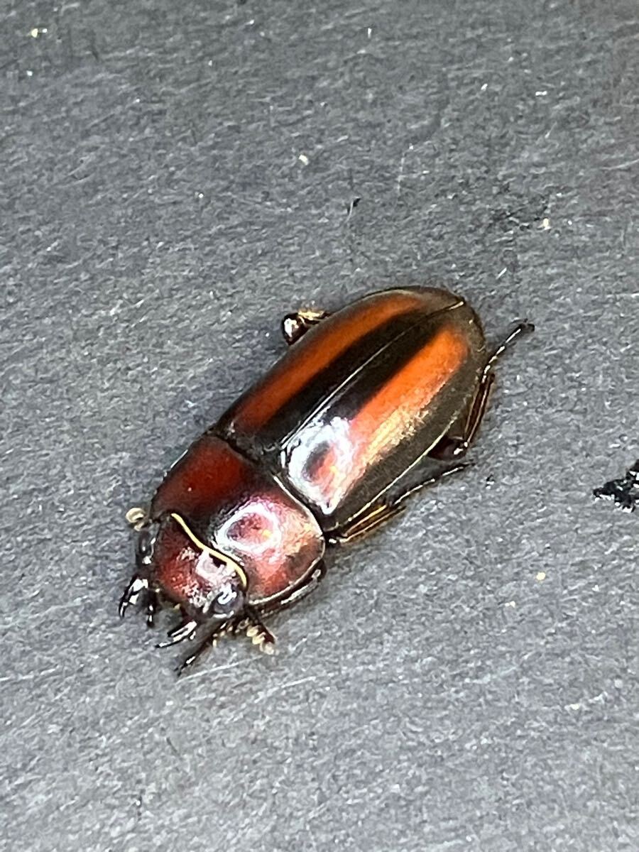 【未使用】★★エレガントゥルスコクワガタ ♀15.0mm単品 WF2★★ 新成虫 ②の落札情報詳細 - Yahoo!オークション落札価格検索 オークフリー