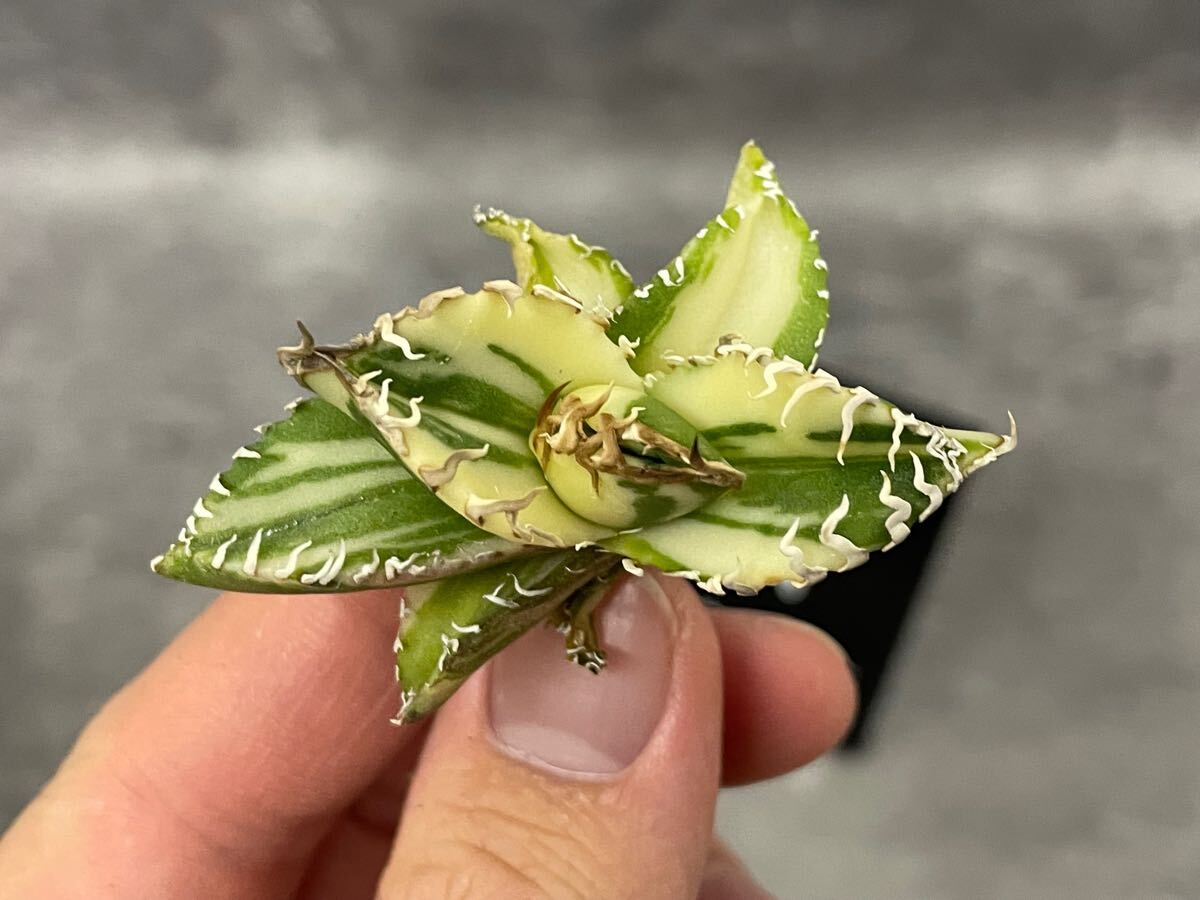 【やや傷や汚れあり】⑤【kanae】 アガベ 【SAD アフリカダイヤモンド斑入り 】白覆輪鎬斑！！チタノタ 優良血統 品類保証 本物 返金保証付き TC株の落札情報詳細 - Yahoo ...