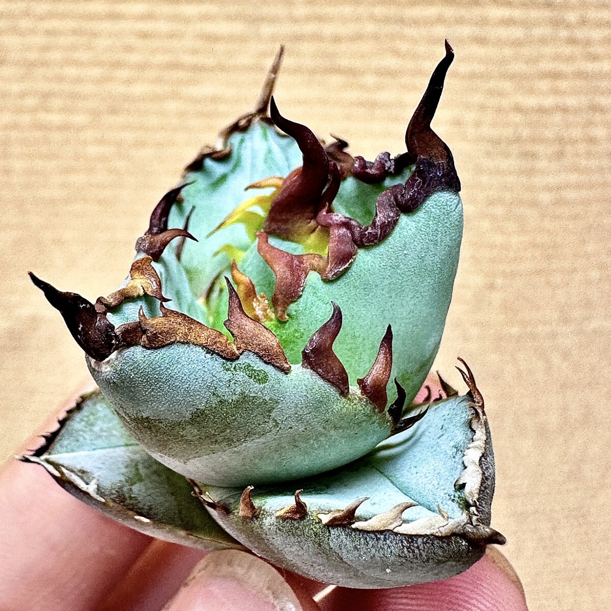 【目立った傷や汚れなし】【Lj_plants】Q165 限定特選株SSS! ! ! アガベ チタノタ 無名 コンパクト包葉形 短い葉強棘 極上強棘 狂刺 彎彎刺 Sクラスは希少株の落札情報詳細 ...