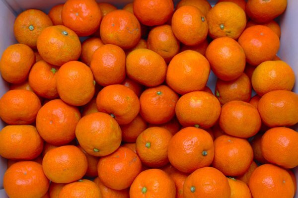 【未使用】【限定2箱】話題のみかん 香川県産 金時紅みかん 2Sサイズ 約5kg 家庭用 1円スタートの落札情報詳細 - Yahoo!オークション落札価格検索 オークフリー