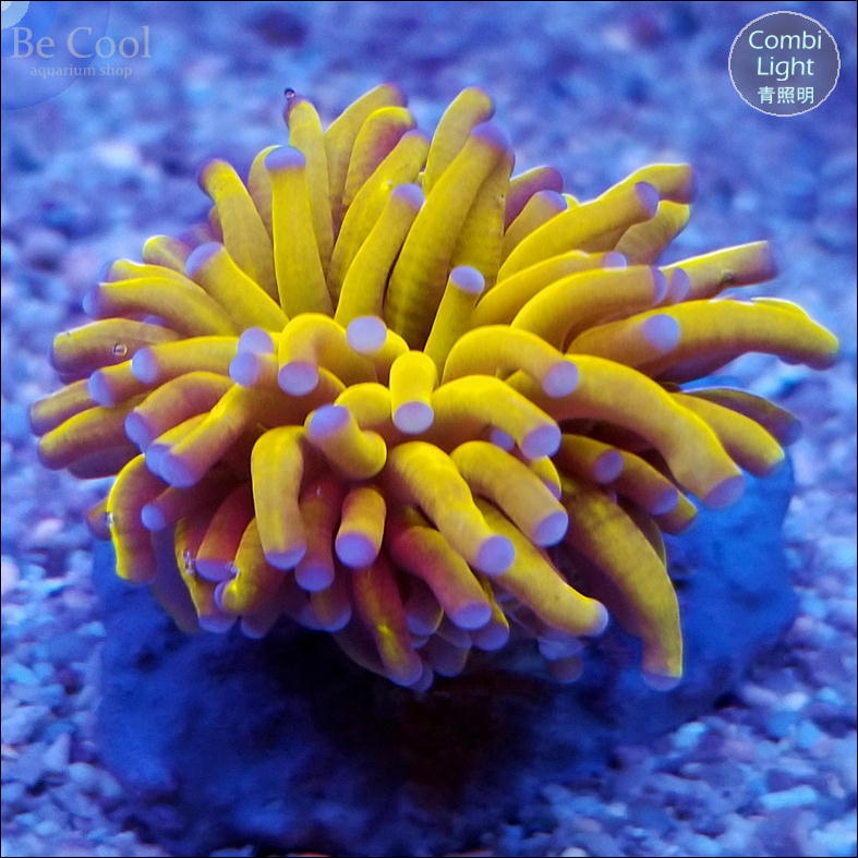 【未使用】P69 ハナサンゴ（ゴールド系）（5cm前後）の落札情報詳細 - Yahoo!オークション落札価格検索 オークフリー