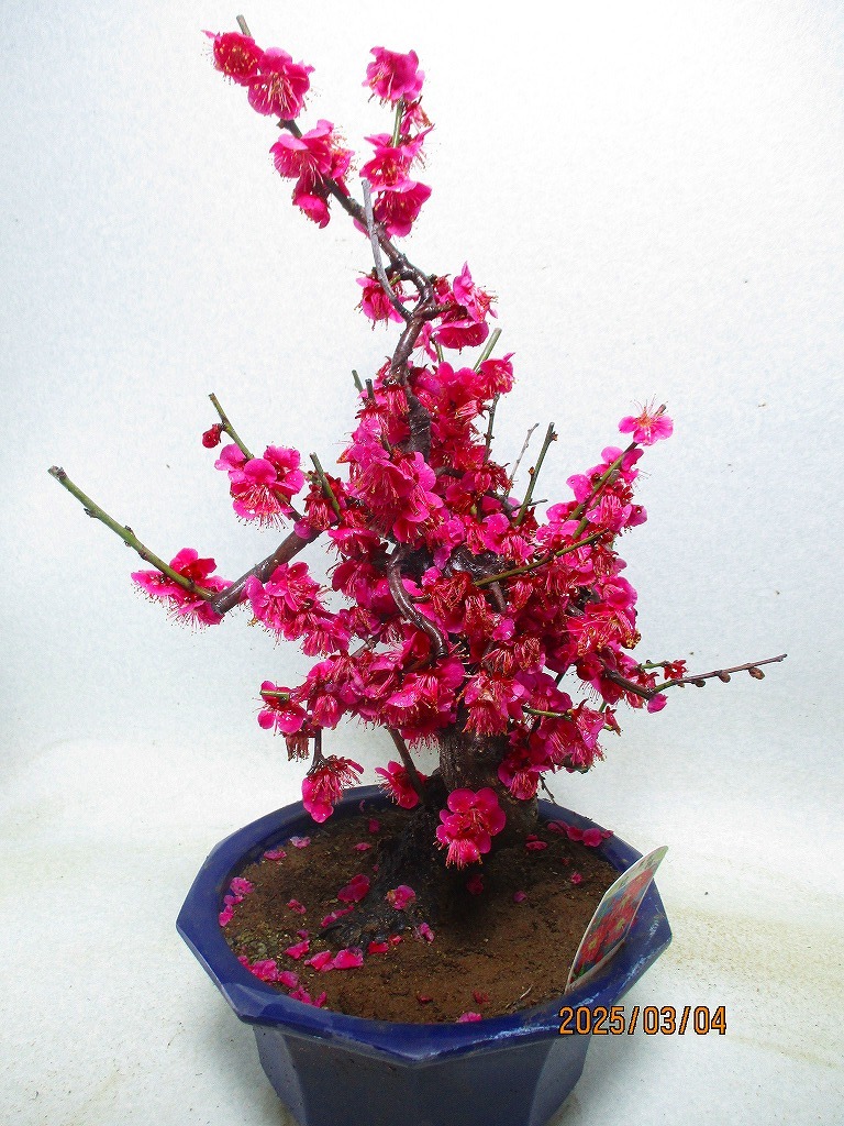【目立った傷や汚れなし】[野風盆栽流通]梅 紅梅 一重咲＊花変化想定(3186青丸プラ鉢)全高：52㎝※140サイズ＊同梱包条件有＊「まとめて取引」手続厳＊送料明記＊ の落札情報詳細 ...
