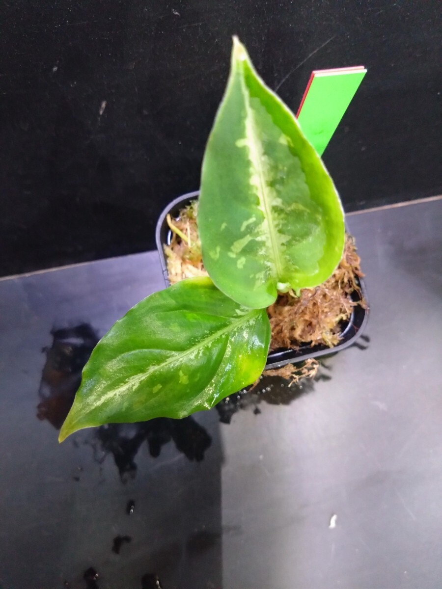 【未使用】AZ便!! Aglaonema pictum Black Multi from Sibolga Timur AZ0913-2c アグラオネマの落札情報詳細 - Yahoo ...