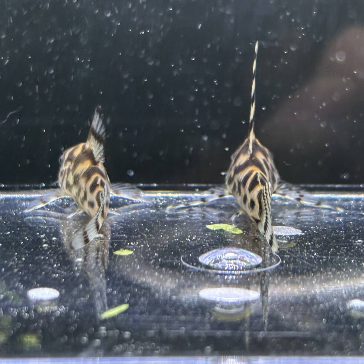 【目立った傷や汚れなし】【2025年4月5日（土）発送限定】自家繁殖 コリドラス ゼブリーナ（CW111）×2匹（オス1匹・メス1匹）の落札情報詳細 - Yahoo!オークション落札価格検索 ...