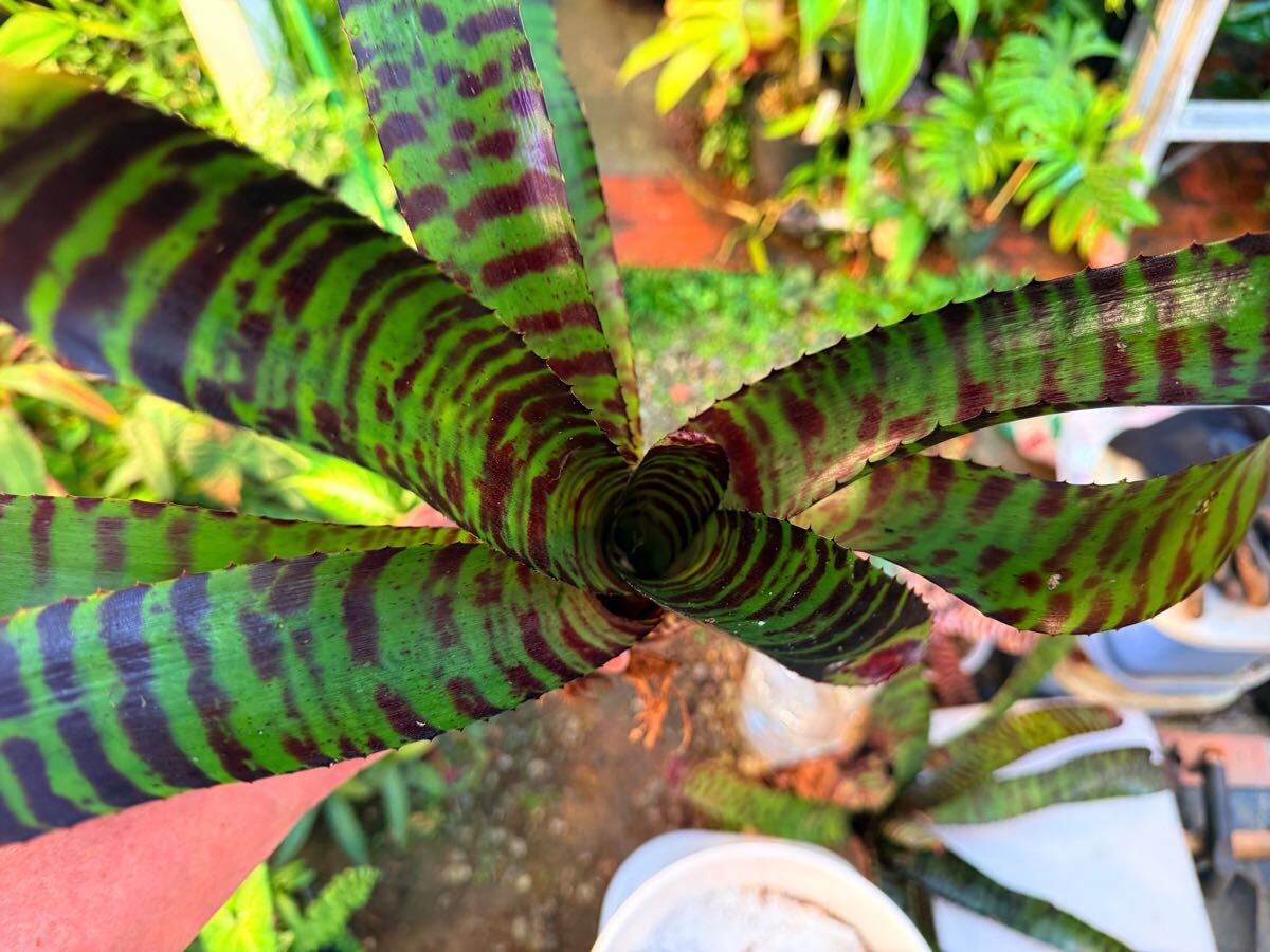 【やや傷や汚れあり】ネオレゲリア Hyb. ハンニバル レクターの落札情報詳細 - Yahoo!オークション落札価格検索 オークフリー