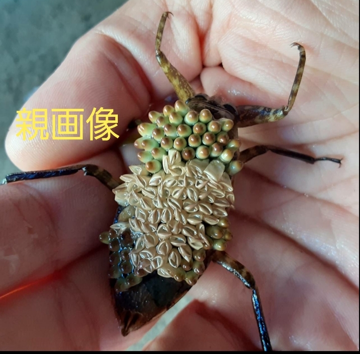 【未使用】レア外産水棲昆虫 タガメモドキ 新成虫ペア ナイジェリア産 WF2の落札情報詳細 - Yahoo!オークション落札価格検索 オークフリー