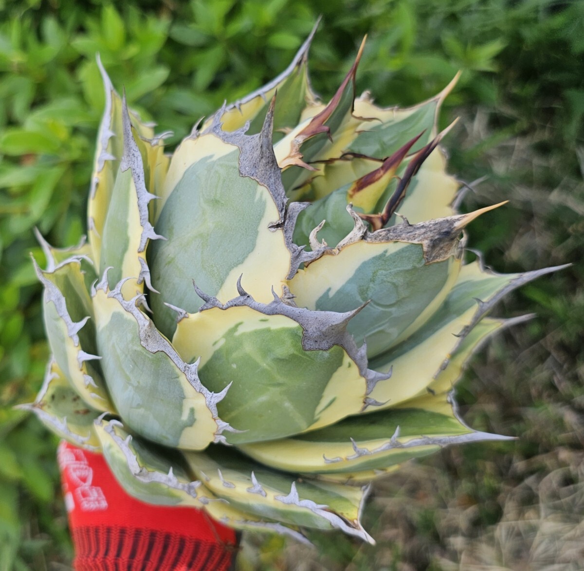 【やや傷や汚れあり】特大ボール スナグルトゥース 検（agave FO 076 チタノータ アガベ 白鯨 吉祥天 パリー ホリダ パープソラム ピンキーの落札情報詳細 - Yahoo ...