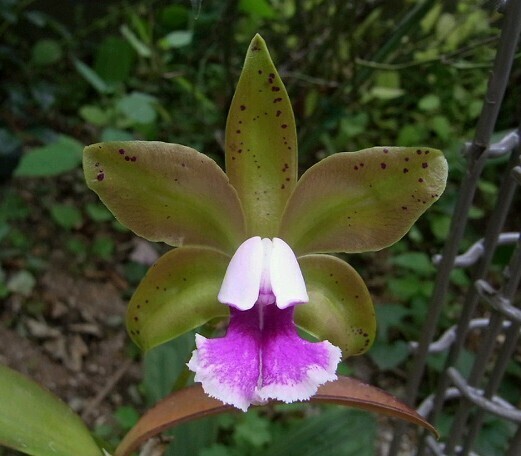 【目立った傷や汚れなし】 【洋蘭原種】 C. tenuis “Borabora”（OG）稀少種開花株の落札情報詳細 - Yahoo ...