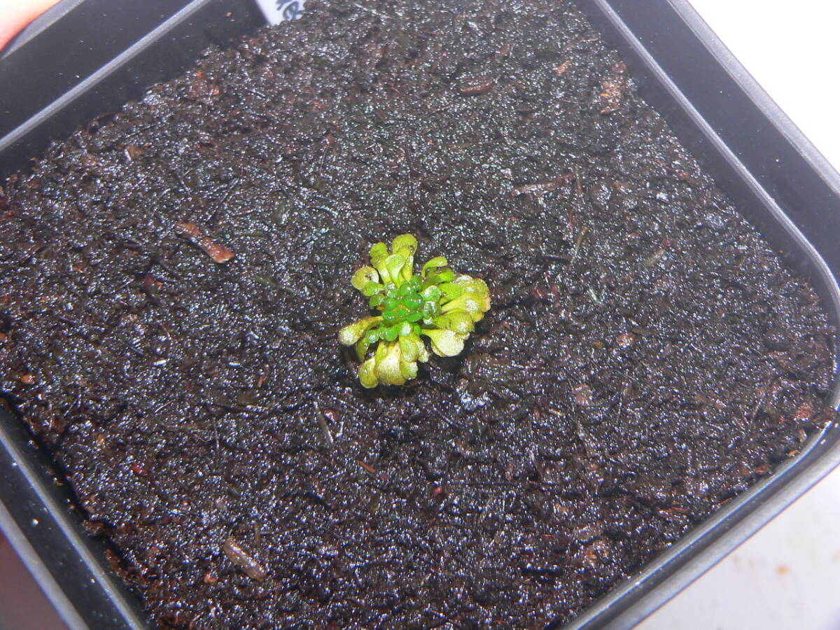 【未使用】★☆Genlisea aurea ゲンリセア アウレア 食虫植物☆★の落札情報詳細 - Yahoo!オークション落札価格検索 オークフリー