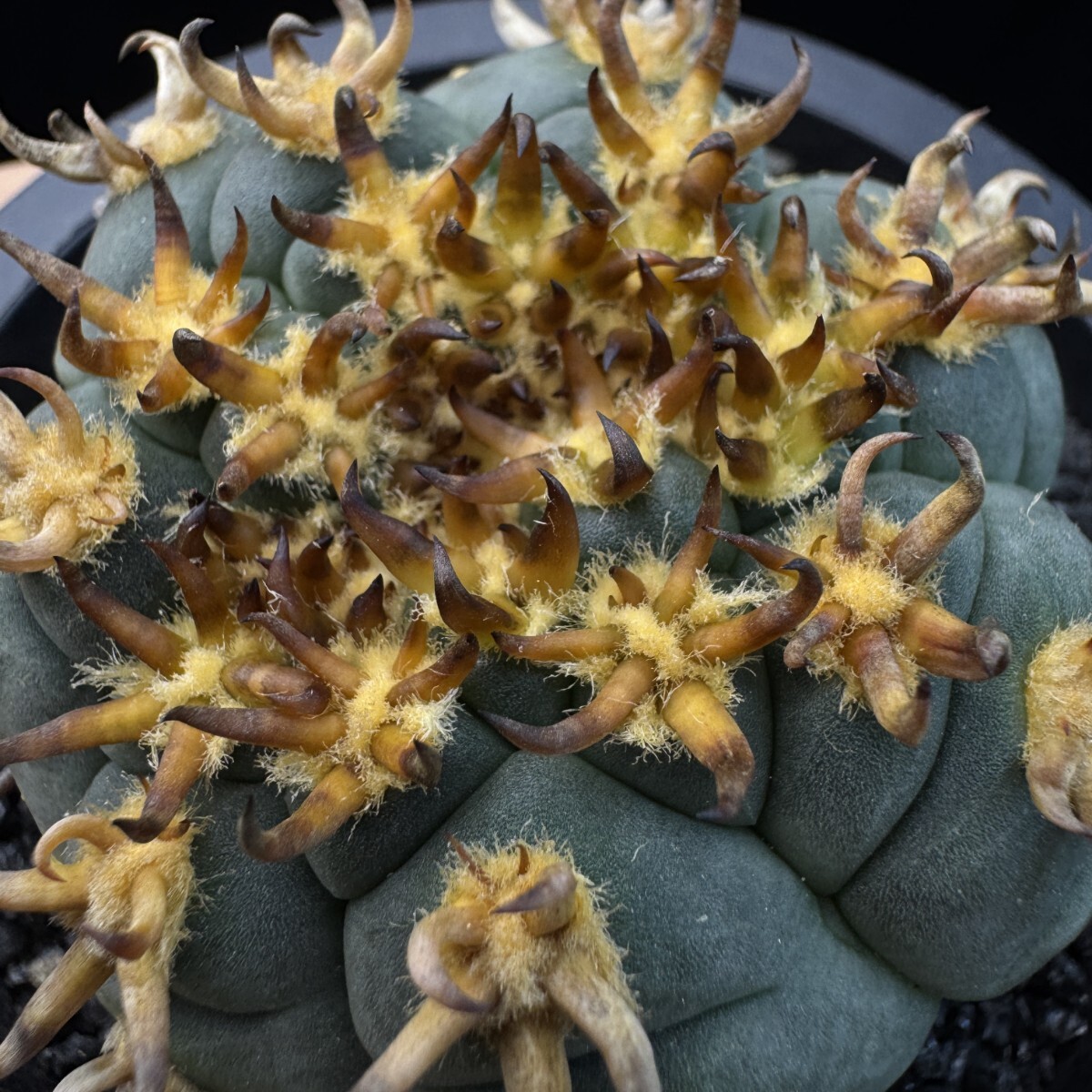 【目立った傷や汚れなし】E674 サボテン 多肉植物 ギムノカリキウム短刺天平丸の落札情報詳細 - Yahoo!オークション落札価格検索 オークフリー