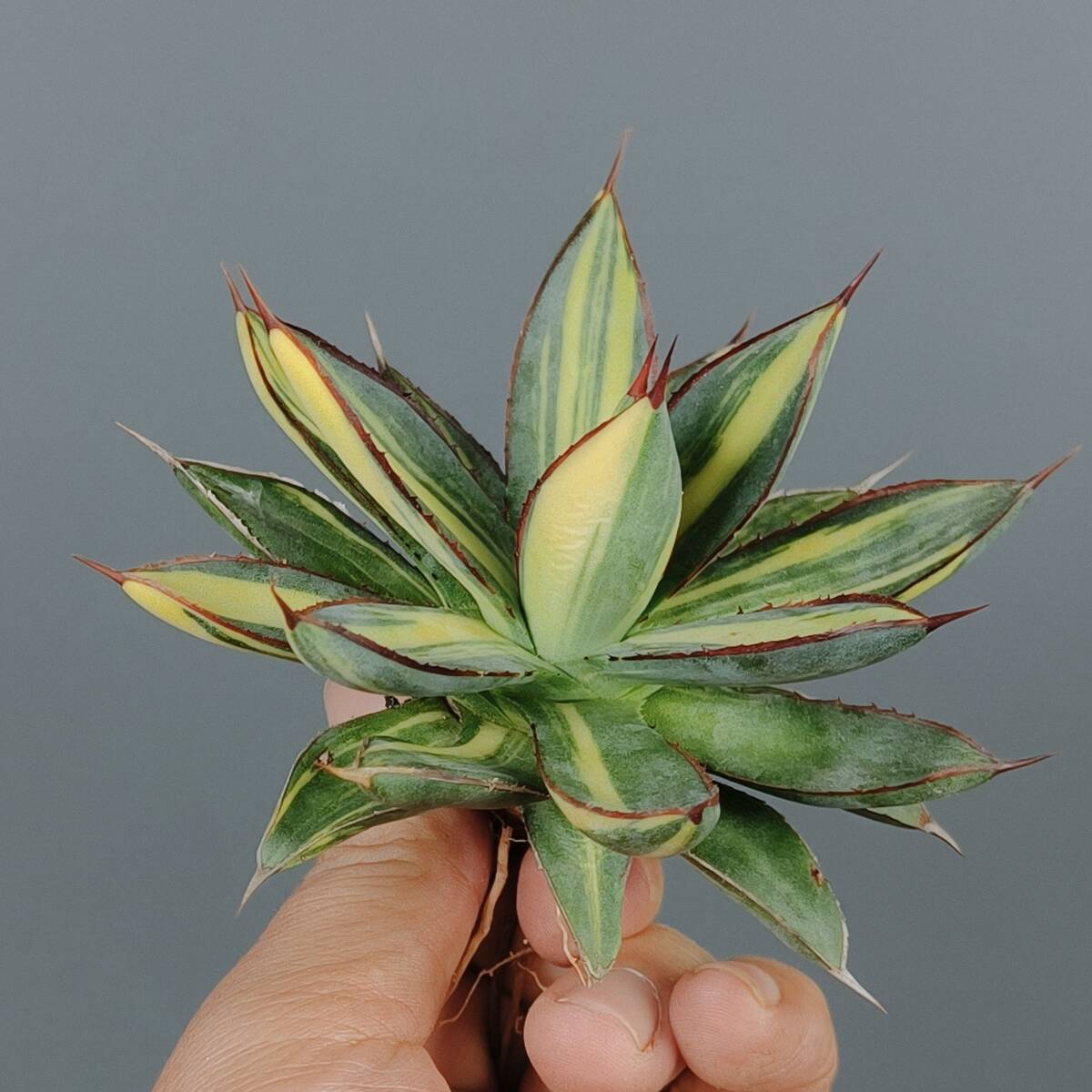 【やや傷や汚れあり】【龍園觀】No.A89 アガベ バーントバーガンディ錦 縞斑 稀少株 極上株の落札情報詳細 - Yahoo!オークション落札価格検索 オークフリー