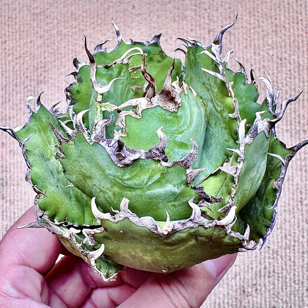 【目立った傷や汚れなし】SS765【King-plants】特選 アガベ 多肉植物 チタノタ 圓葉拇指 フィリグリー 強棘 極上株 極上美株の ...