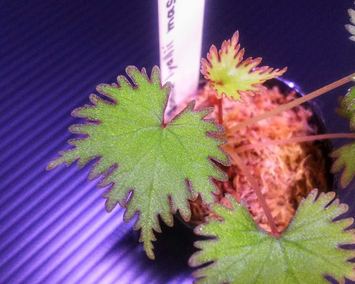 【葉挿し株】ベゴニア“リアリー” マダガスカル産 Begonia“lyallii”masoalensis 熱帯植物 原種ベゴニア パルダリウム ...