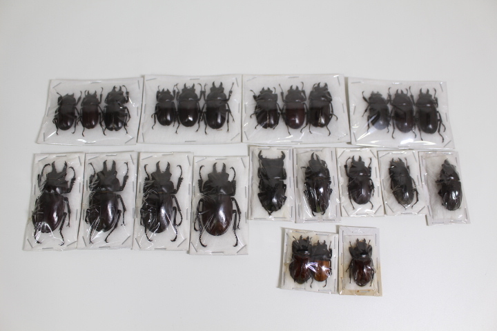 【新品】-WILD Neolucanus latus ラトゥスマルバネクワガタ フリーサイズペア -VIETNAM KONTUM産 の落札情報 ...