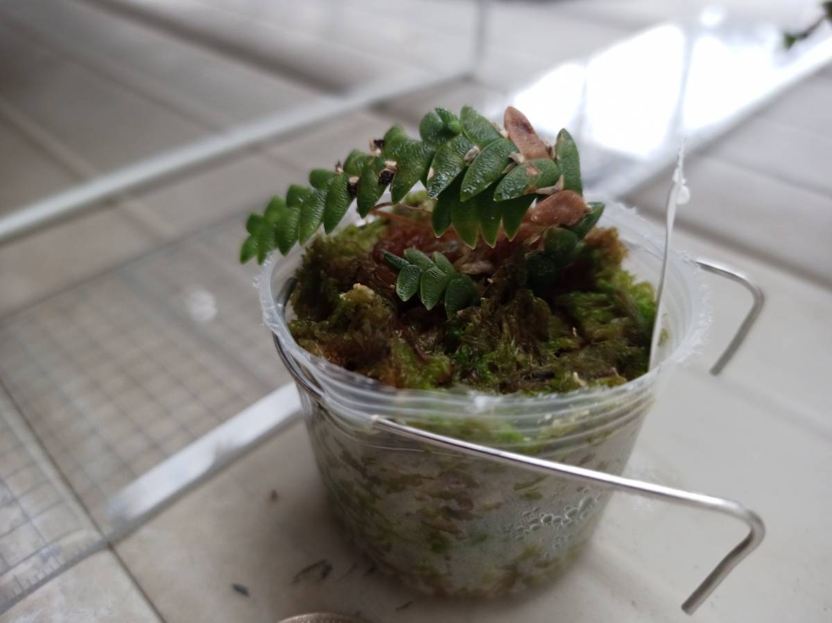 【未使用】Microsaccus griffithii バンダ の仲間 原種 洋蘭 洋ラン Vanda ミクロサッカス ミクロサックス グリフ ...
