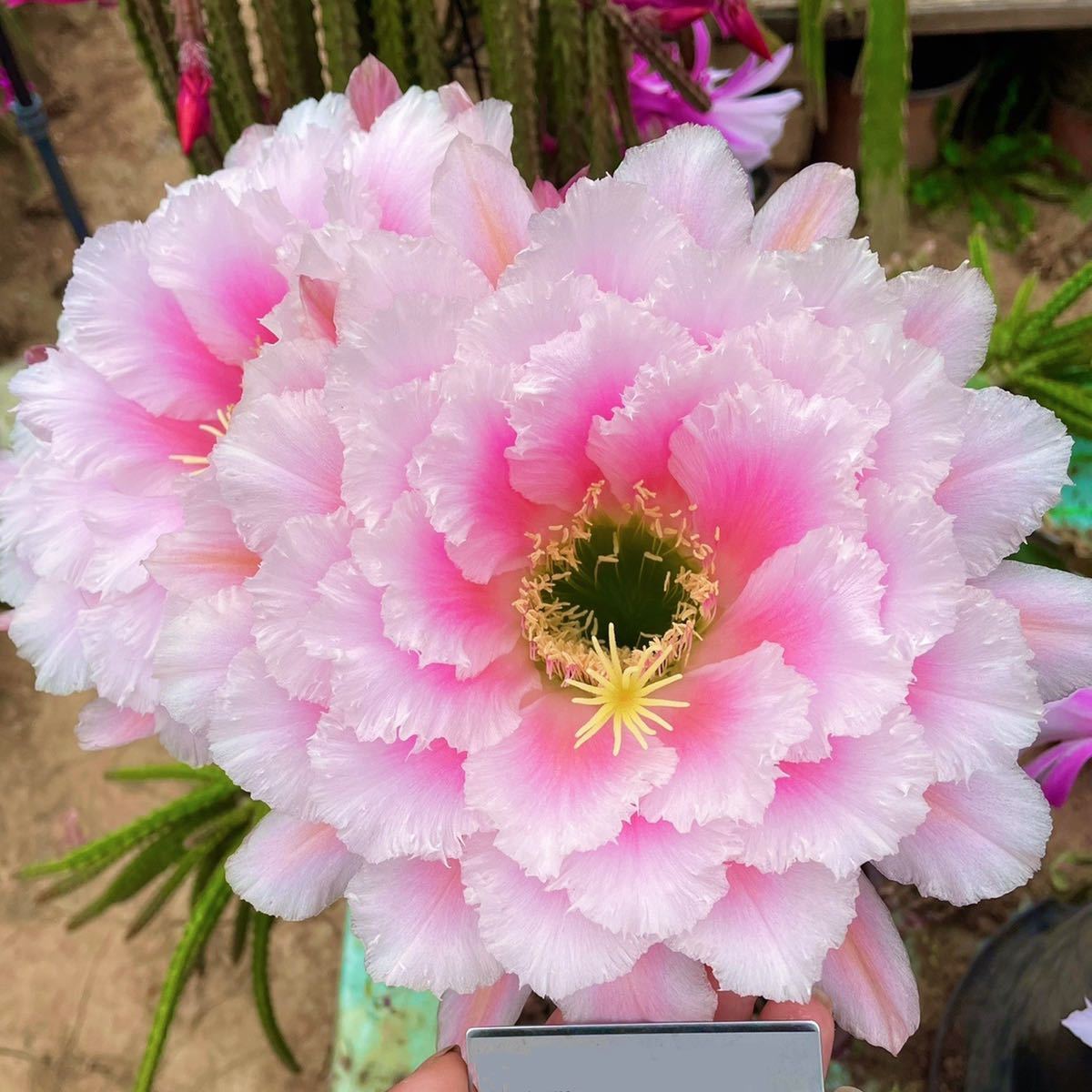 【目立った傷や汚れなし】多肉植物 大型大輪強棘花サボテン グレートフェアリー （レア の落札情報詳細 ヤフオク落札価格情報 オークフリー