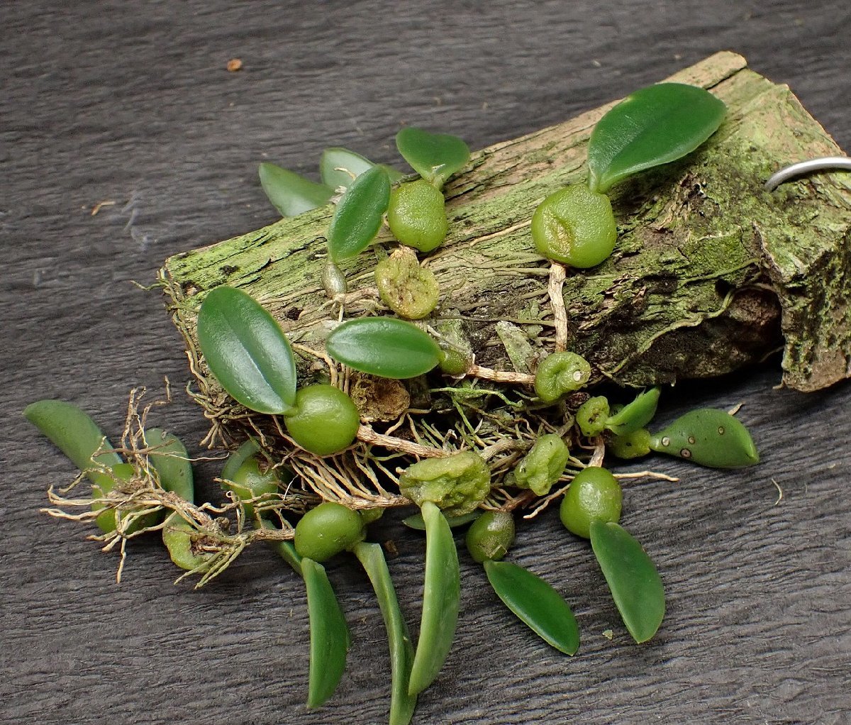 【やや傷や汚れあり】Trias oblonga トリアス・オブロンガ★小型ラン苗TT★第四種抜苗送料無料★税別1円スタート!!の落札情報詳細 ...