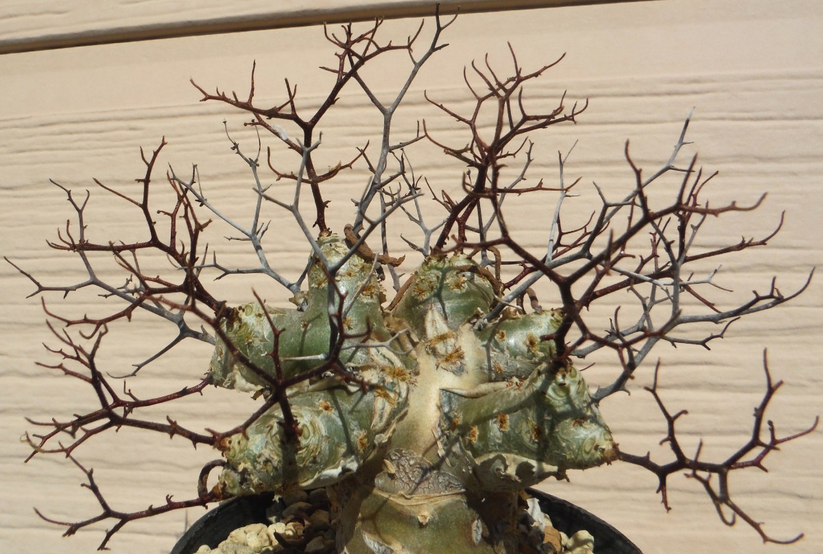 【未使用】【種子を出品】 チレコドン 万物想 Tylecodon reticulatus 10粒/塊根種/自家採種/優良種子/冬型の落札情報詳細 - Yahoo!オークション落札価格検索 オークフリー