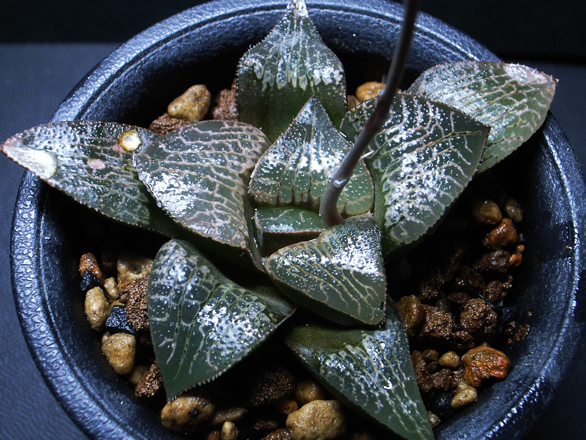 【目立った傷や汚れなし】【 オリジナル交配種】ハオルチア トルテリオルム 交配 ’ スノークレイズ ' / 多肉植物 Haworthia truteriorum hyb. ' Snow ...