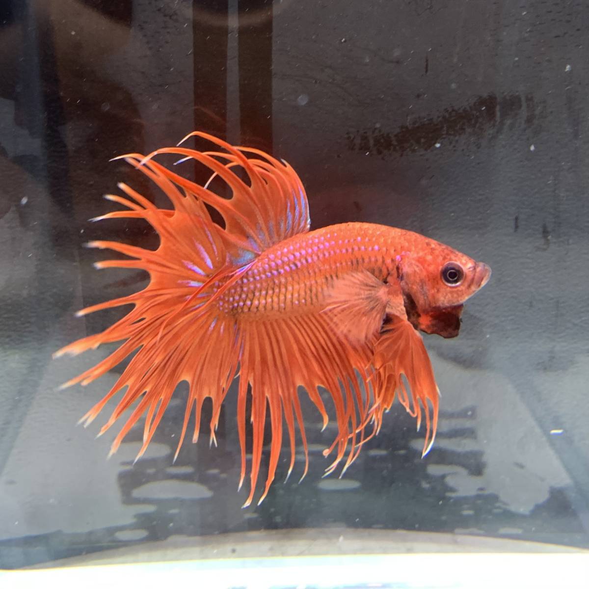 【未使用】ベタ クラウンテール オス オレンジ 01M0418-004 高知熱帯魚サービス 生体 熱帯魚の落札情報詳細 - ヤフオク落札価格 ...