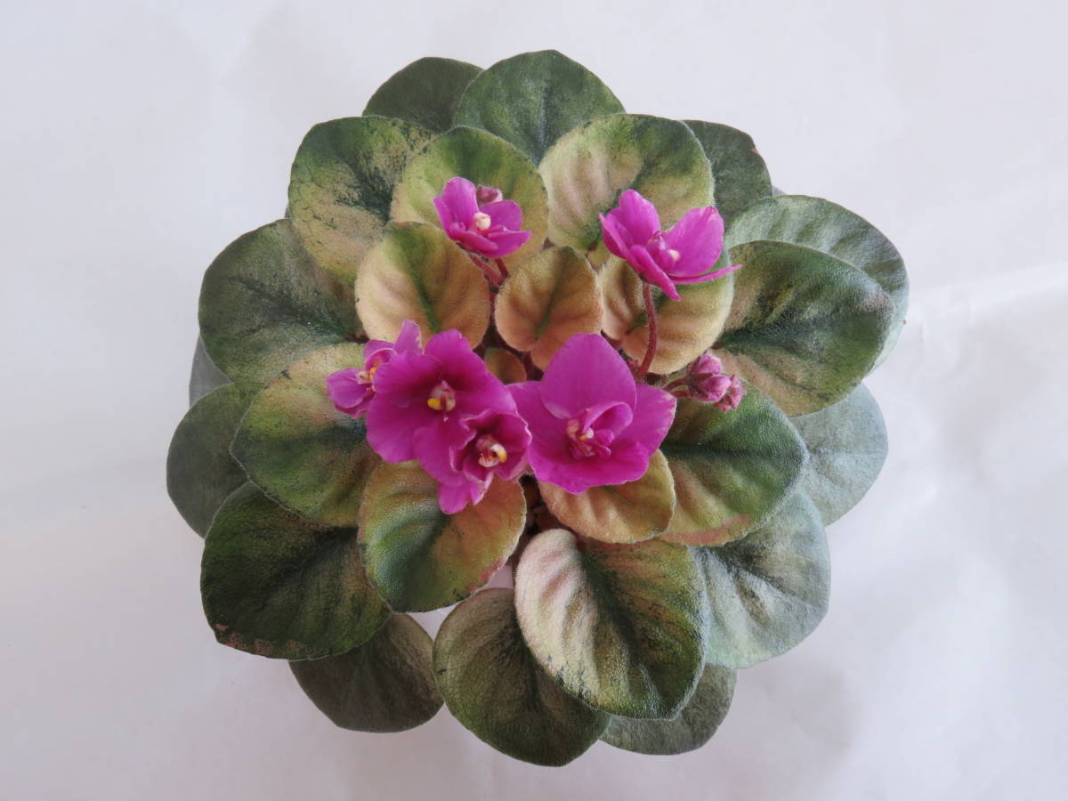 【目立った傷や汚れなし】セントポーリア／Rob's・スーイサイダル・スクィレル（Rob's Suicidal Squirrel）（ミニ） 苗の ...