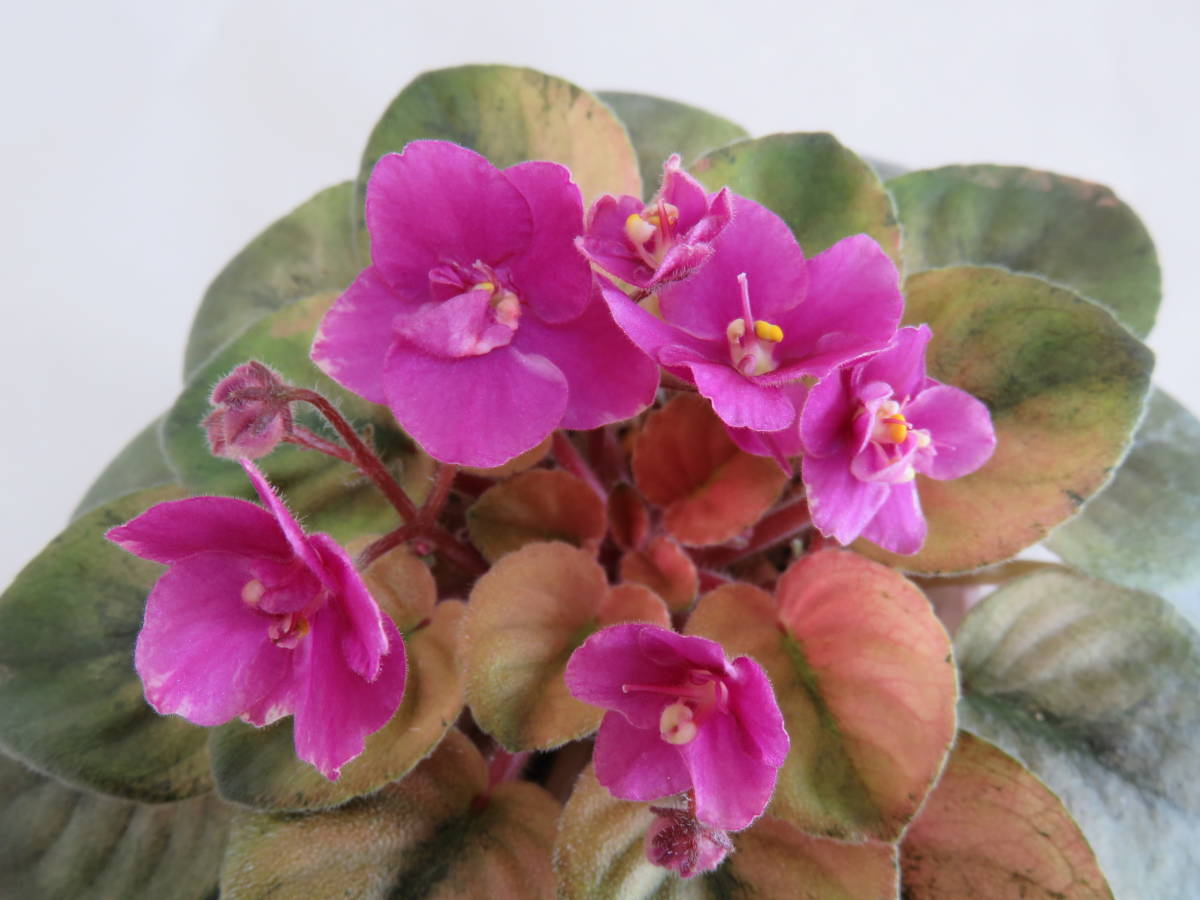 【目立った傷や汚れなし】セントポーリア／Rob's・スーイサイダル・スクィレル（Rob's Suicidal Squirrel）（ミニ） 苗の落札情報詳細 - ヤフオク落札価格検索 オークフリー