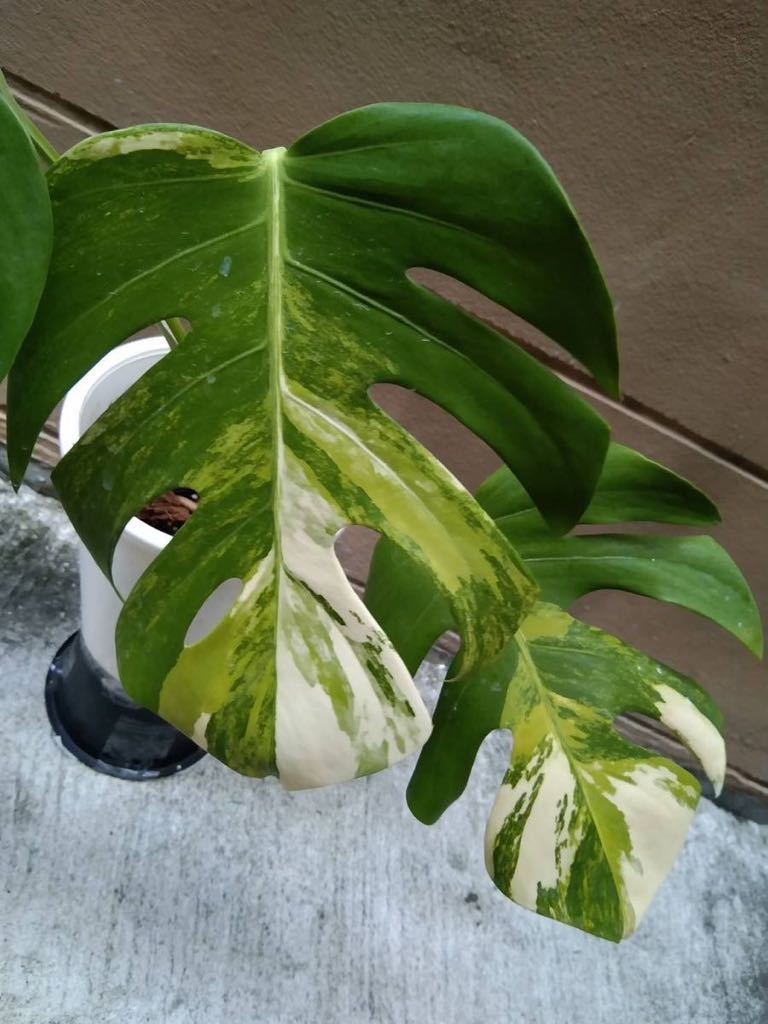 【未使用に近い】A75 モンステラ ボルシギアナ オーレア 斑入り Monstera borsigiana Aurea Tricolor Variegataの落札情報詳細 - ヤフオク落札価格 ...