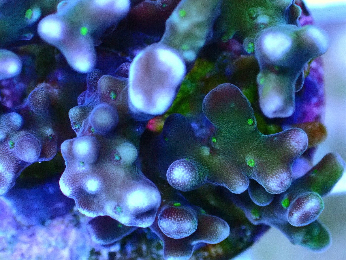 【目立った傷や汚れなし】グッピー ワイルドグッピー・コンゴ産 2023年採取（Poecilia reticulata）② 卵胎生メダカの落札 ...