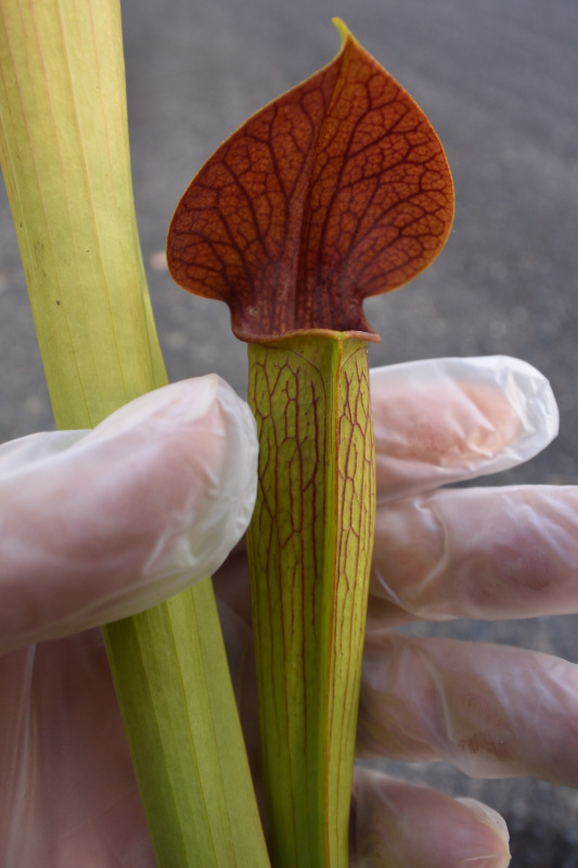 【目立った傷や汚れなし】【食虫植物】 Sarracenia alata Deep Maroon Throat, ex Welham, CKの ...