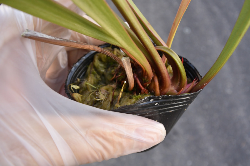 【目立った傷や汚れなし】【食虫植物】 Sarracenia alata Deep Maroon Throat, ex Welham, CKの ...