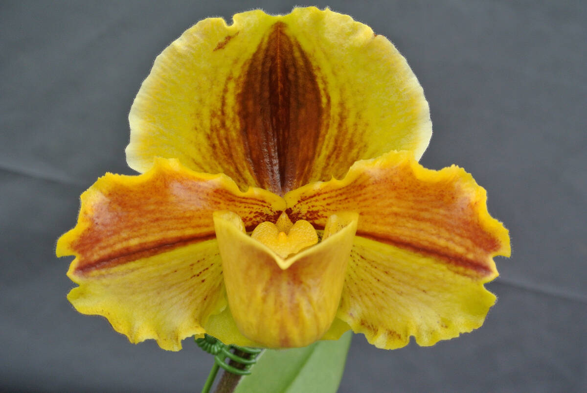 【未使用】【入賞花パフィオ】Paph. Lippewunder `Tsukuba Gold' BM/JOGAの落札情報詳細 - Yahoo ...