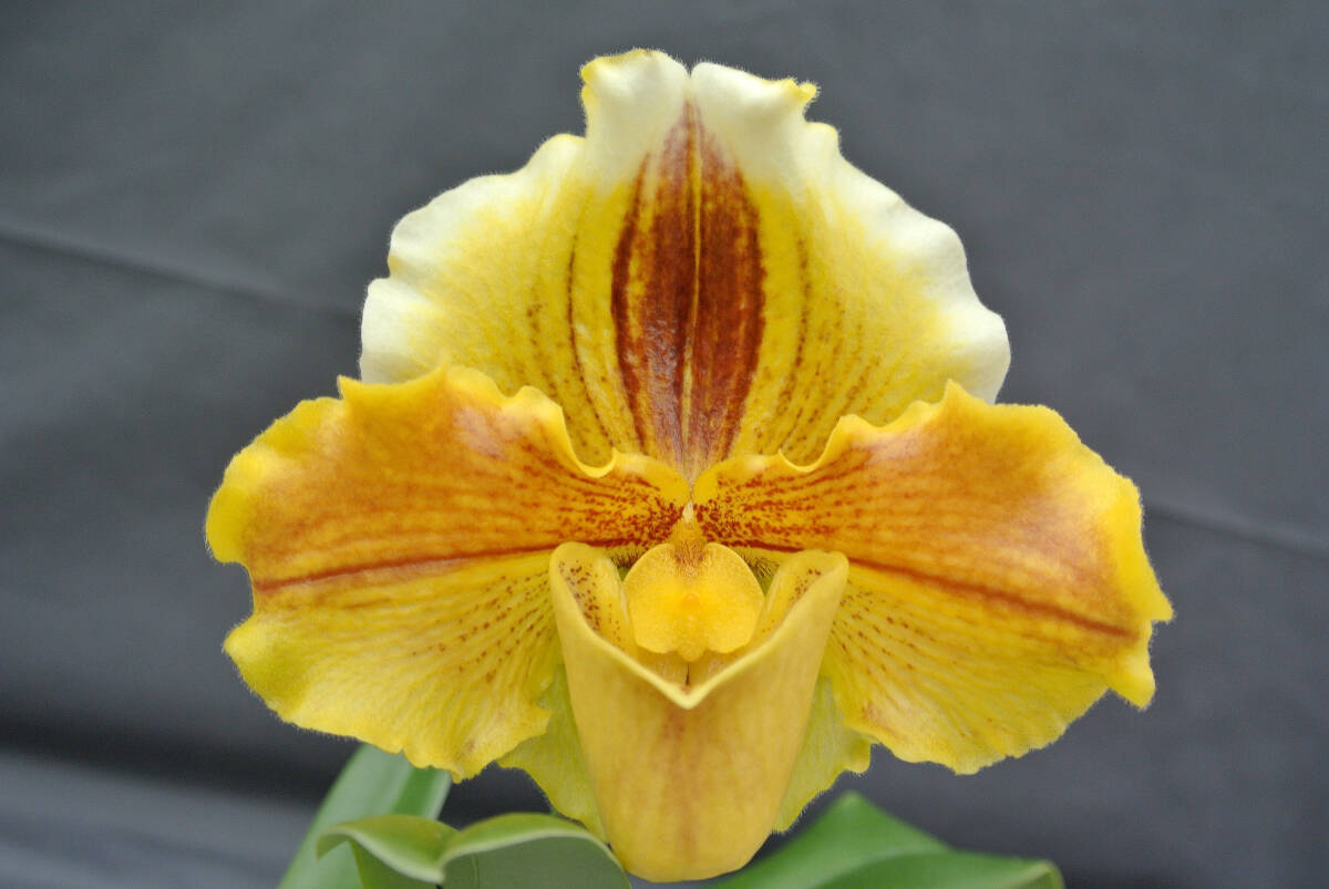 洋蘭 パフィオ Paph Lippewunder 'EvolutionⅡ' 初売り 特価スタートの落札情報詳細 - ヤフオク落札価格検索 オークフリー