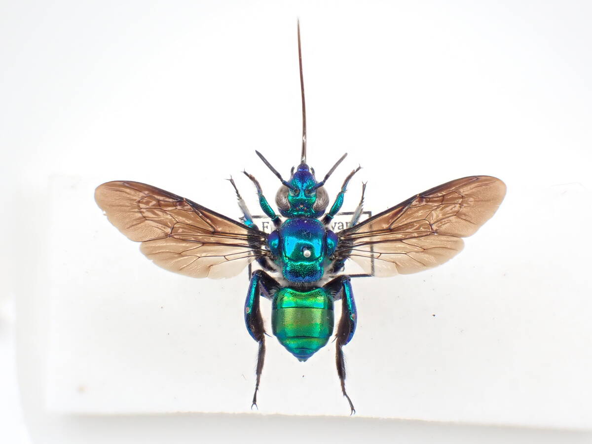 【未使用】オオシタバチ(Exaerete)の一種 超特選個体・胸部に青みがある /仏領ギアナ産 ＊このほどの状態はなかなか得られないの落札情報 ...
