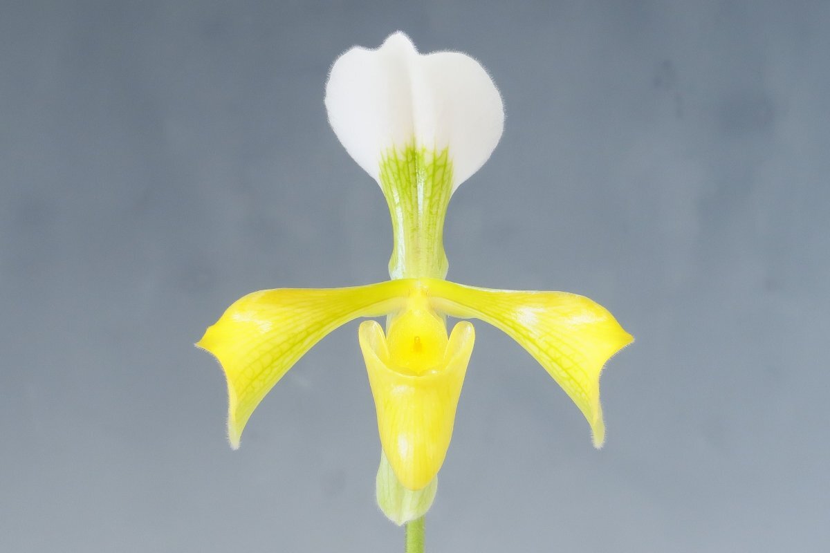 【未使用】即決 洋蘭 原種 パフィオ TA9170 Paph. gratrixianum 'Alexej' Selectの落札情報詳細 ...