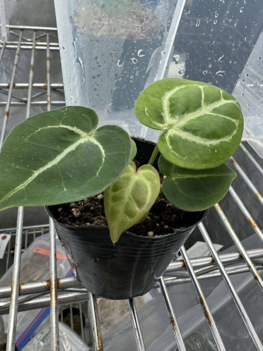 【未使用に近い】【Anthuroom】Anthurium Dorayaki original x (Docblock Michelle x ...