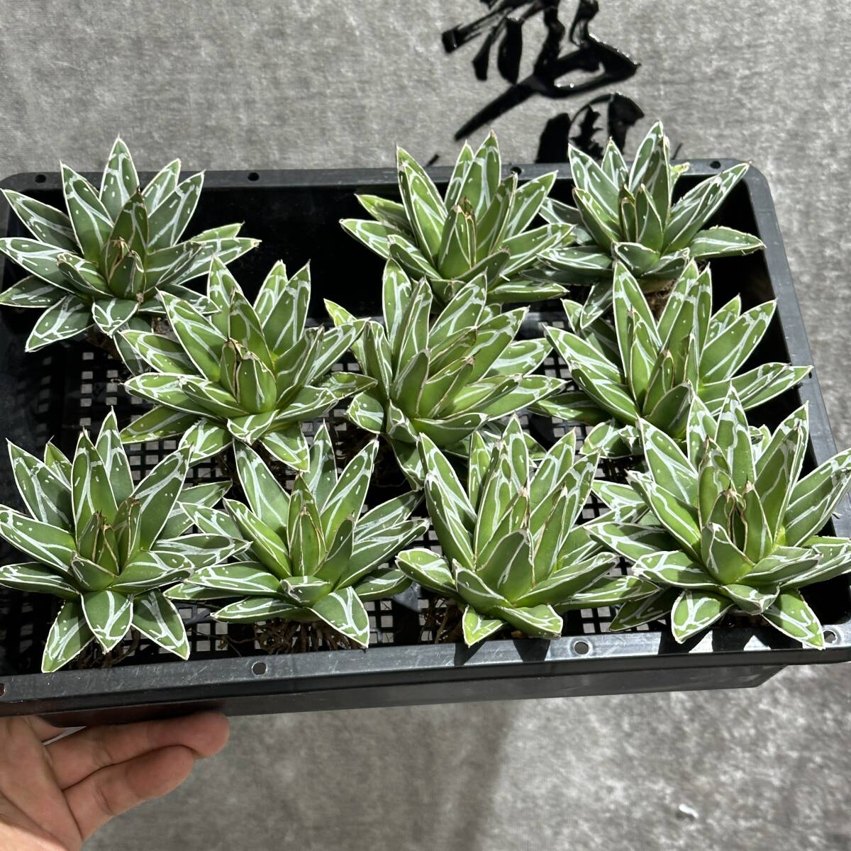 【やや傷や汚れあり】【龍園觀】①No.A82 特選 アガベ 多肉植物 ダルマ笹の雪 極上株 濃白株 10株の落札情報詳細 - ヤフオク落札価格検索 オークフリー