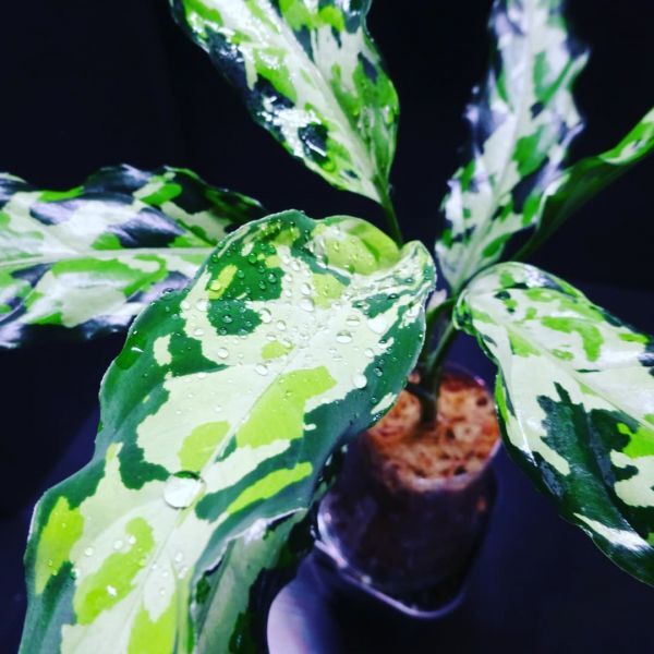 【未使用】[AZ1014-3b]Aglaonema Pictum Tricolor GG campur 検)シダ アグラオネマ ピクタム チャンプールの落札情報詳細 - Yahoo ...