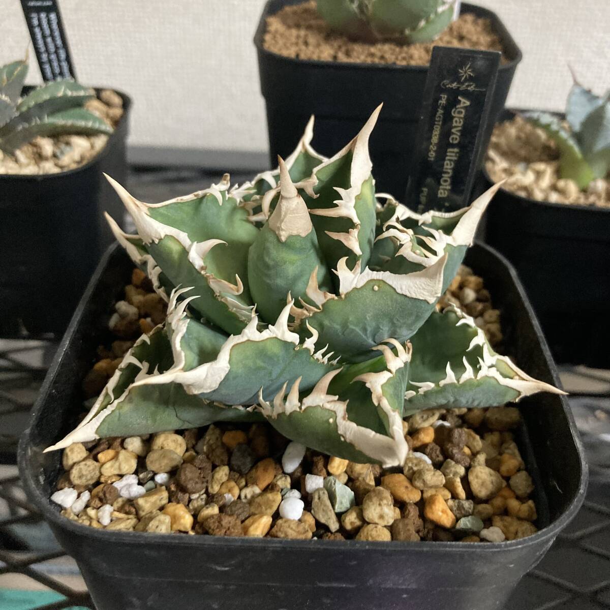【傷や汚れあり】希少種 台湾産 Agave titanota 大白鯊 ホオジロザメ 子株 2 /アガベチタノタ皇冠鳳凰シーザー海王煉獄穿山甲皇冠大黄蜂SADの落札情報詳細 - Yahoo ...