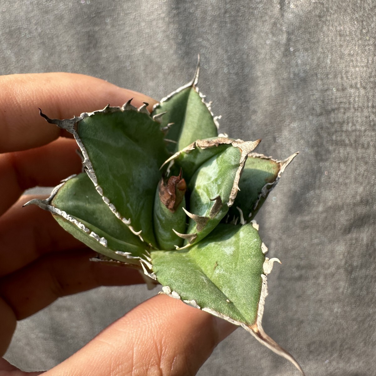【目立った傷や汚れなし】X35 【AGAVE TITANOTA 白嵐】アガベ チタノタ 子株 検（悪魔くん 白犀牛 清桜 冰雹 麻花龍 皇冠 流星 ）の落札情報詳細 - Yahoo ...